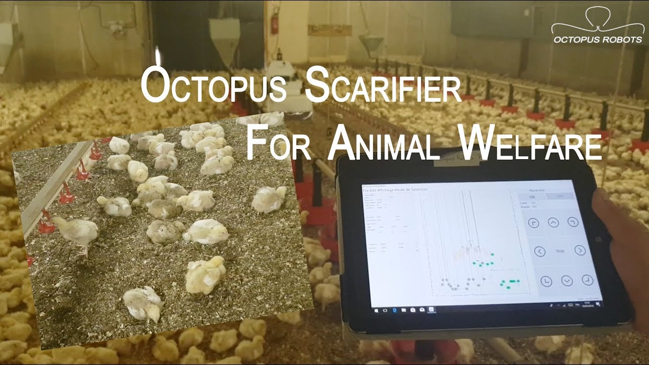 Octopus scarifier for animal welfare - Octopus Biosafety
