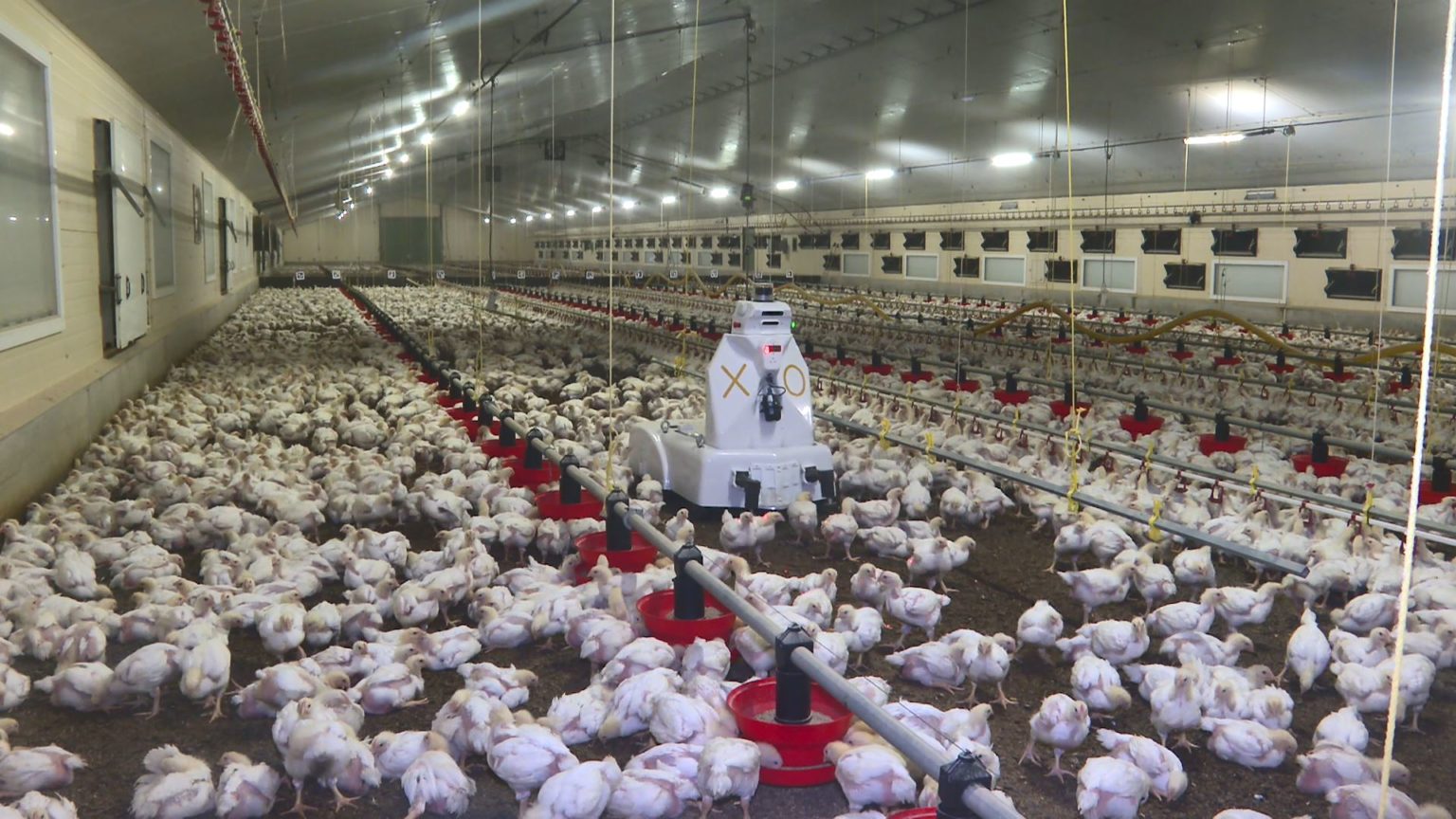 Broilers - Octopus Biosafety