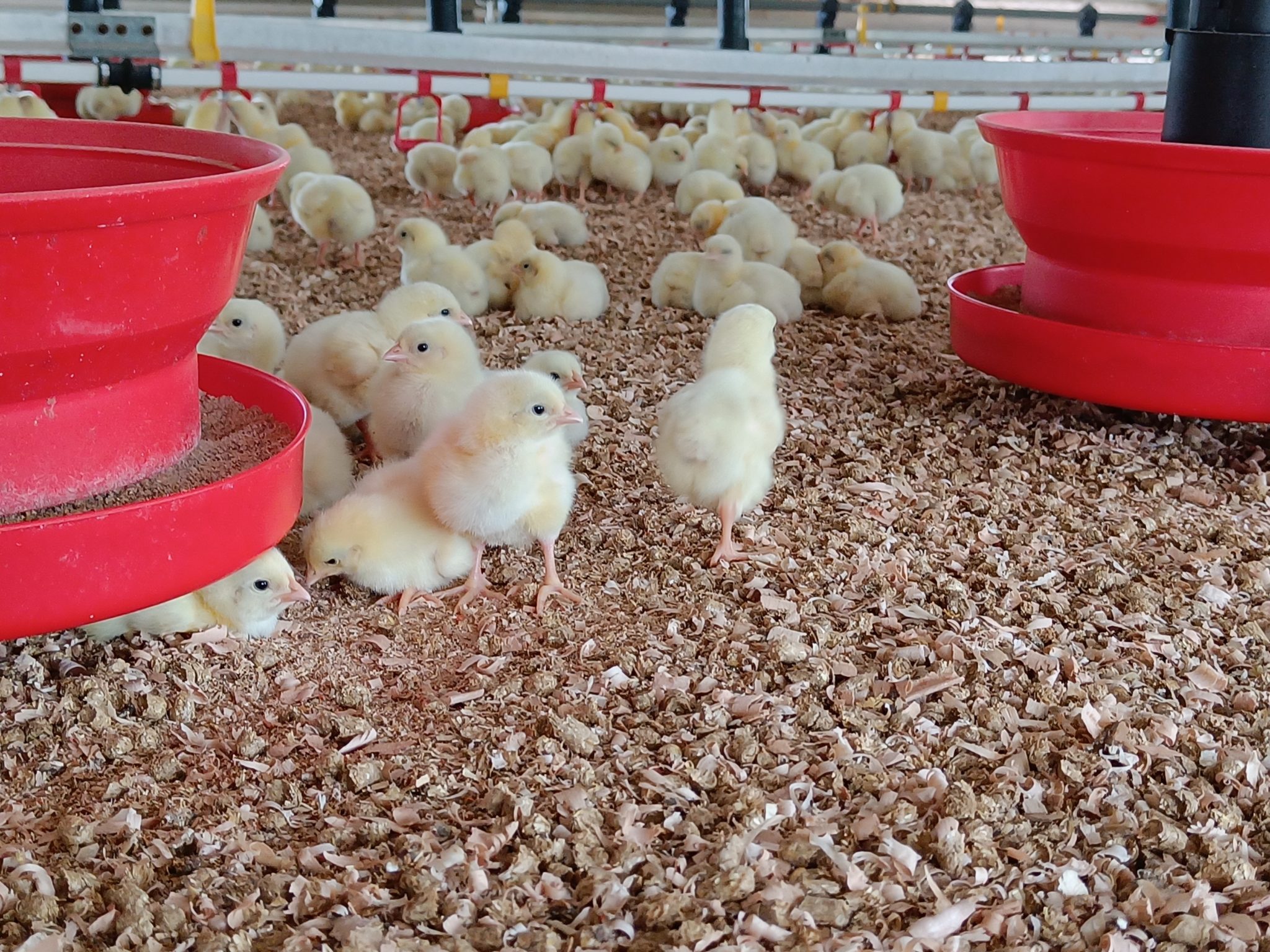 Broilers - Octopus Biosafety