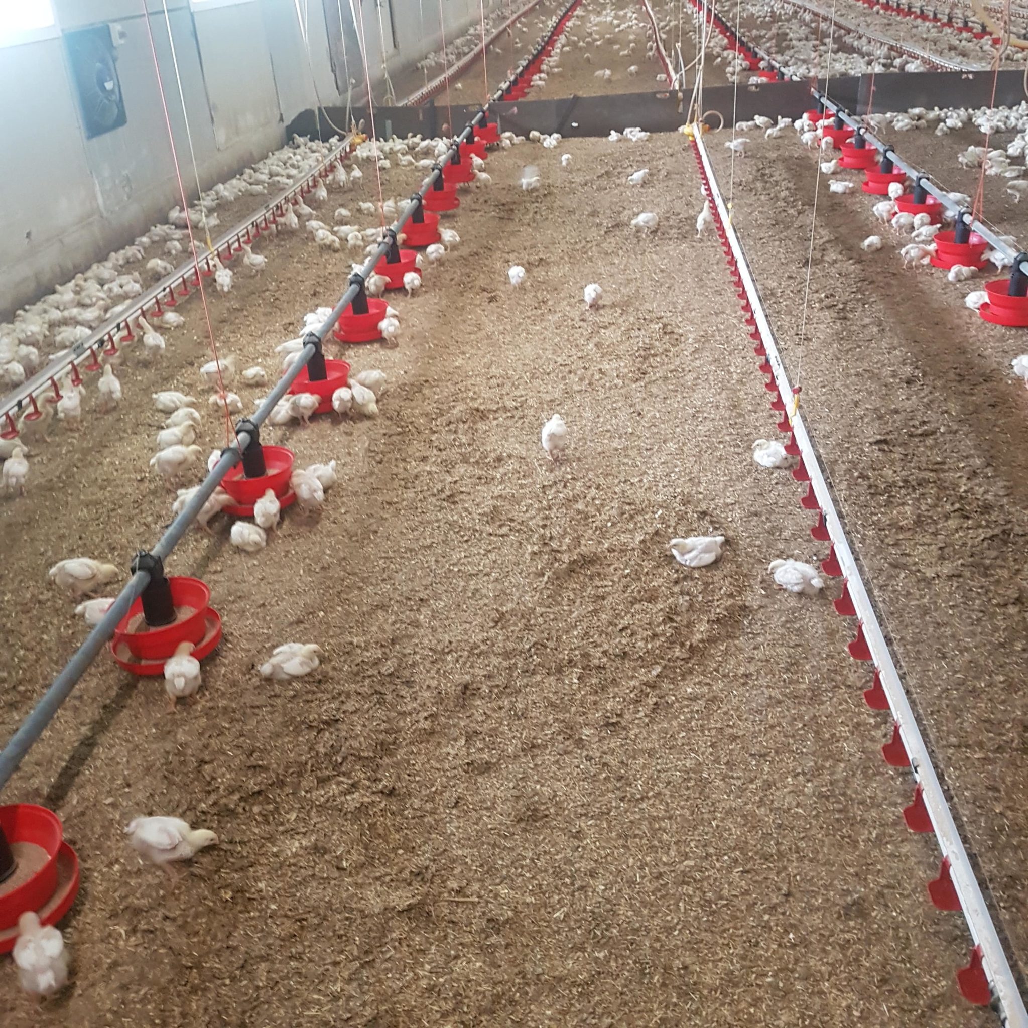 Améliorer la qualité des élevages avicoles grâce à l'entretien de la ...